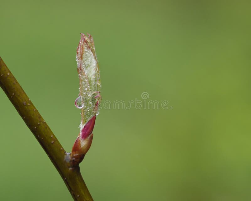 Spring Leaf Branch White Young Nettle Isolated on a White Background ...