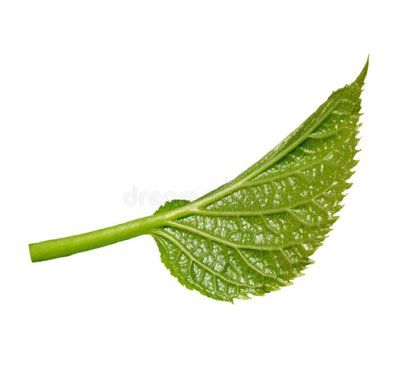 Fresh Spring Leaf on White Background Stock Image - Image of isolated ...