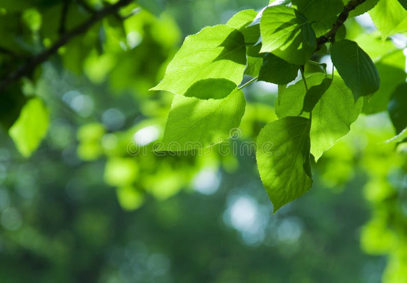 Fresh Spring Leaves stock image. Image of woods, green - 21353375