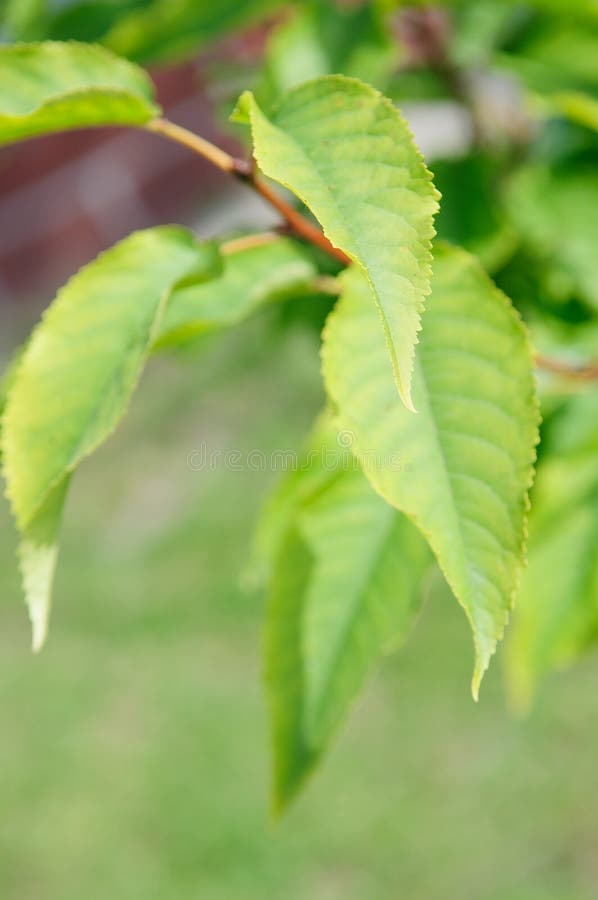 Fresh Spring Leaves stock image. Image of botanical, lime - 26925271