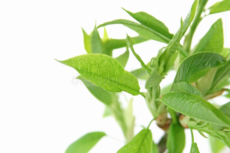 Fresh spring leaves stock image. Image of growth, single - 4927295