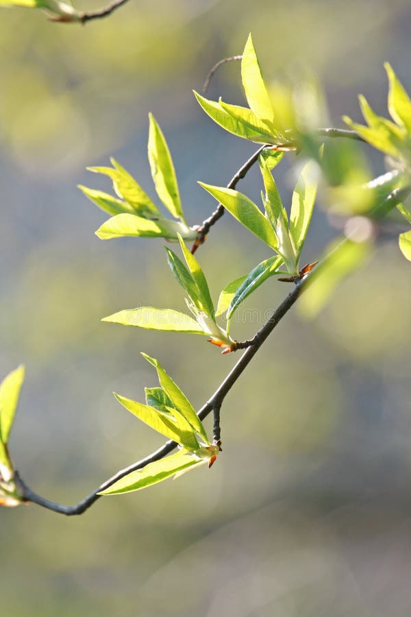 Fresh spring leaves stock image. Image of object, small - 4927311