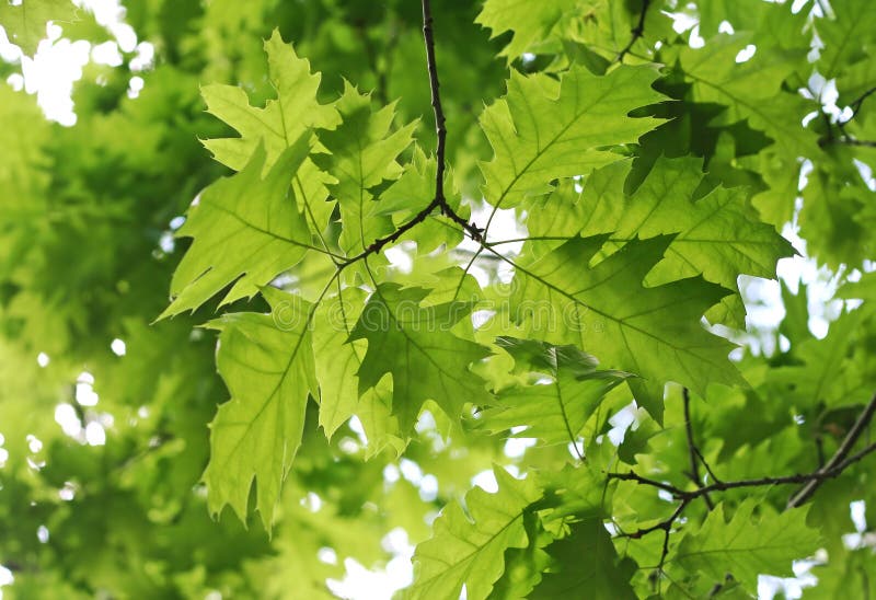 Fresh spring leaves stock photo. Image of maple, closeup - 5330988