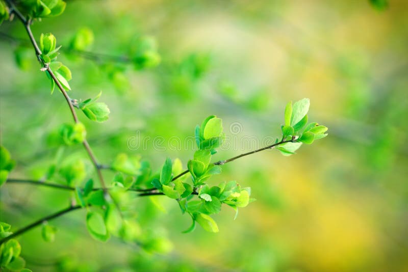 Fresh Spring Leaves in April - Spring Stock Photo - Image of foliage ...