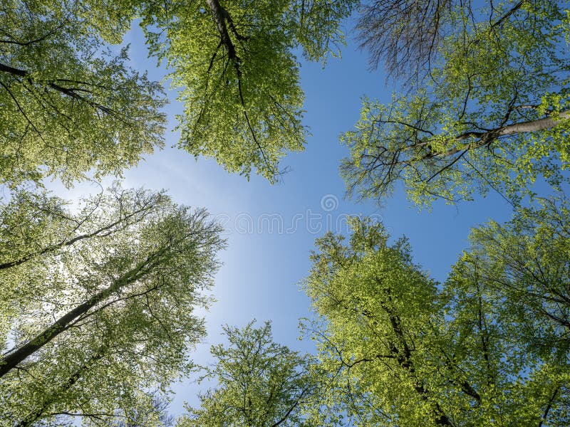 Fresh Spring Leaves on Beech Trees in German Forest Stock Image - Image ...