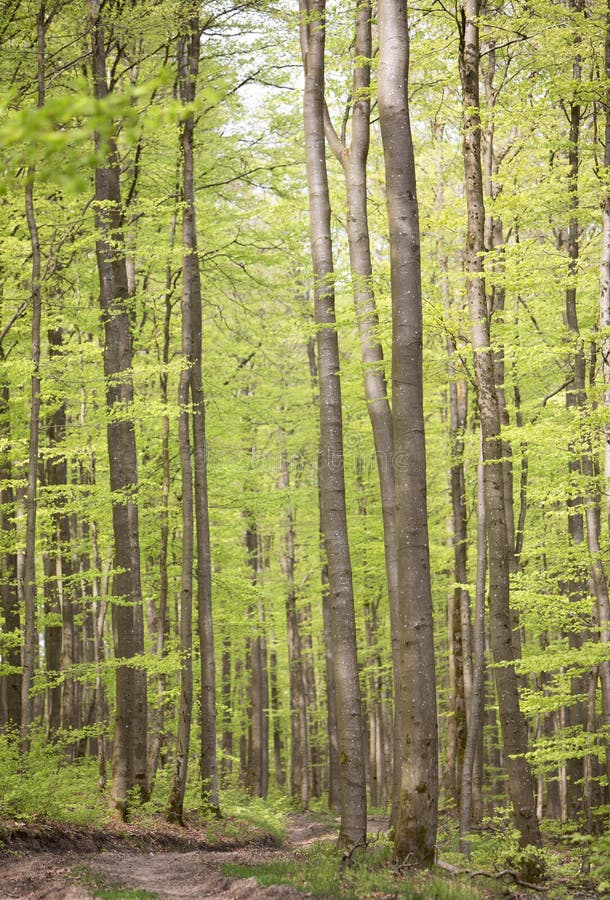 Fresh Spring Leaves on Beech Trees in German Forest Stock Photo - Image ...