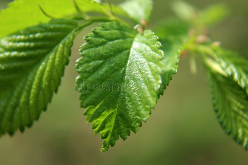 Fresh Spring Leaves on a Branch in the Wild Forest Stock Image - Image ...