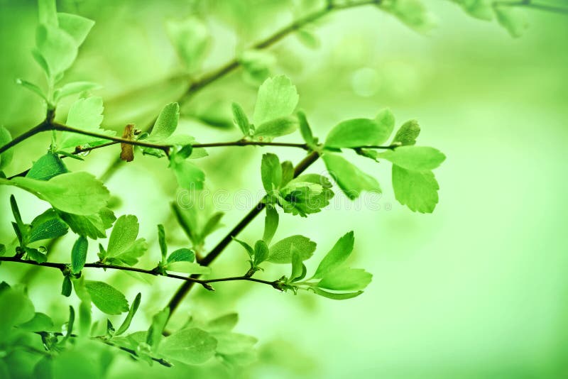 Fresh spring leaves stock photo. Image of botanical, drops - 36412760
