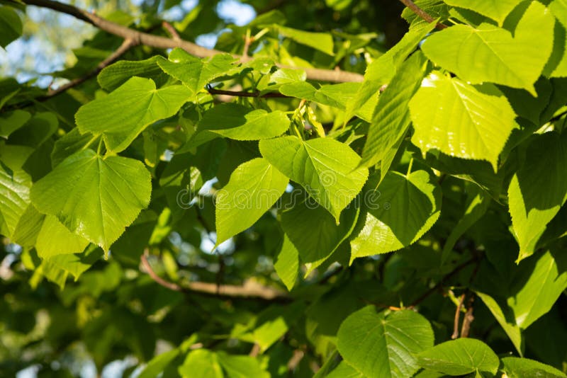 Fresh Spring Leaves on Linden Tree Green Spring Nature Stock Photo ...