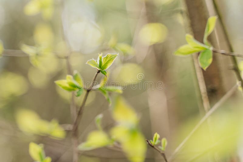 Fresh Spring Leaves on a Tree in the Fores Stock Image - Image of ...