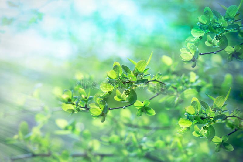 Fresh Spring Leaves - Young Spring Leaves in Forest Stock Photo - Image ...
