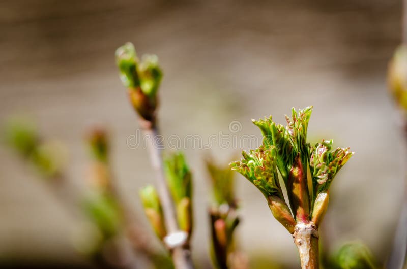 Fresh Spring Lilac Tree Leaf Buds Reaching for the Sun Stock Image ...