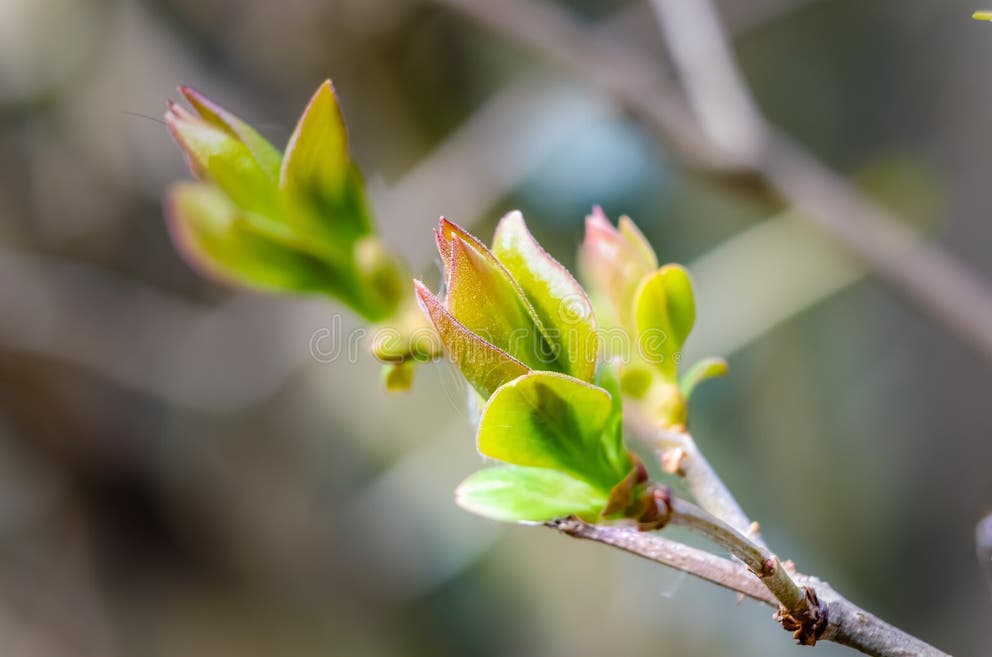 Fresh Spring Lilac Tree Leaf Buds with the Background Out of Focus ...