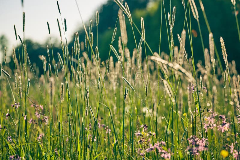 Fresh Spring Meadow Swaying Slightly in the Wind at Sunset. Stock Image ...