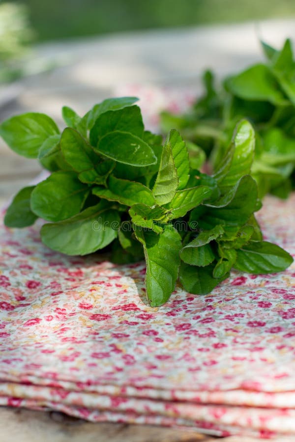 Fresh spring mint leafs stock photo. Image of willd, flower - 37357686