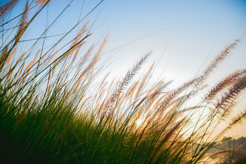 Fresh Spring Morning Grass in the Sunrise,copy Space Stock Photo ... Fresh Spring Morning Grass in the Sunrise,copy Space Stock Photo ...