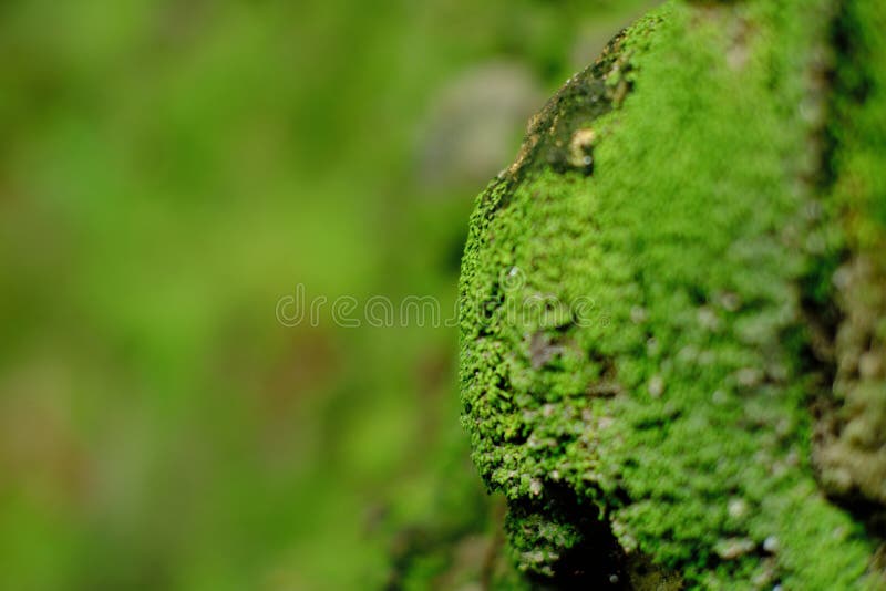 Fresh Spring Moss on the Rock Stock Image - Image of texture, natural ...