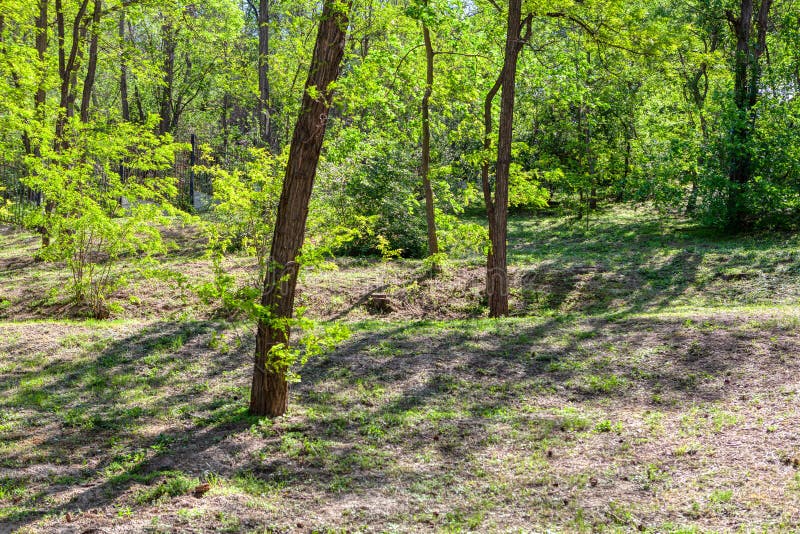 Fresh Spring Nature in the Park Stock Photo - Image of autumn, growth ...