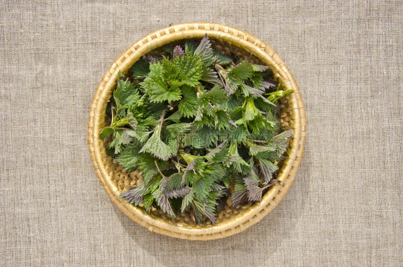 Fresh Spring Nettle Sprouts in Basket Stock Photo - Image of concept ...