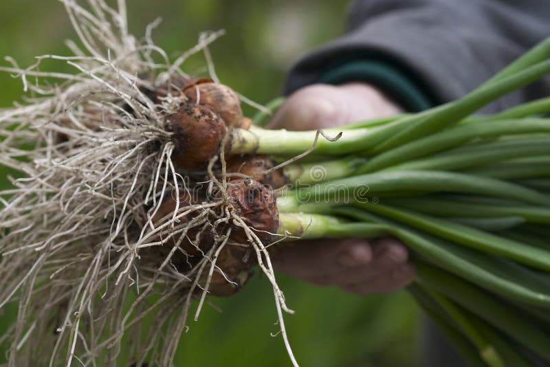 Spring Onion flower stock image. Image of flowers, flower - 43083725