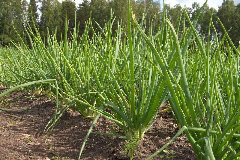 Spring Onion flower stock image. Image of flowers, flower - 43083725
