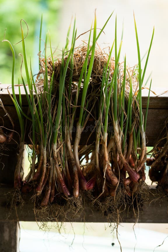 Fresh Spring Onion with Sunlight Stock Image - Image of fresh, food ...