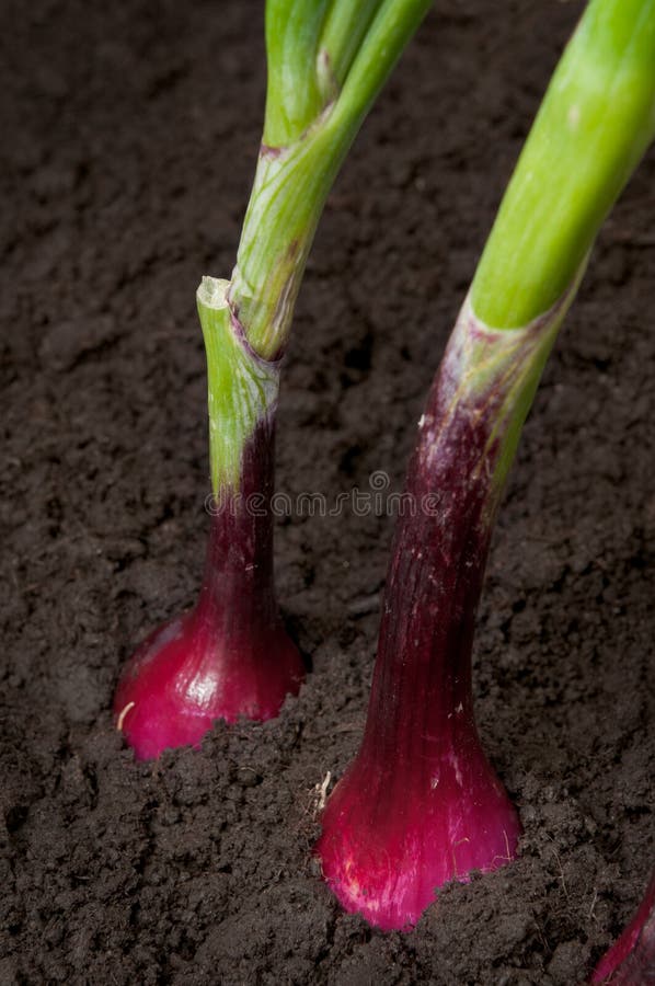 Fresh Spring Onion Vegetable Stock Photo - Image of leek, onion: 20695074