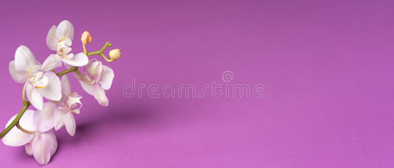 Fresh Spring Orchid Flower on a Purple Background Stock Image - Image ...