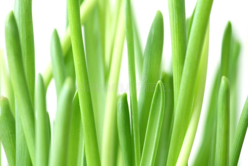 Fresh spring plants stock image. Image of green, macro - 13962801