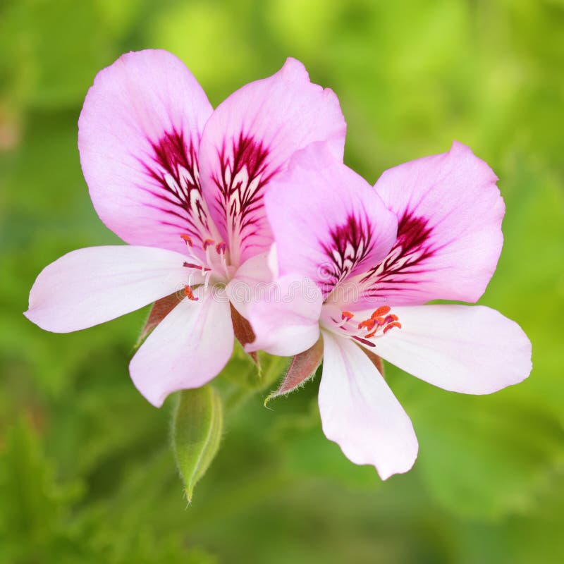 Fresh Spring Purple Flowers Stock Image - Image of idyllic, grass: 38703727