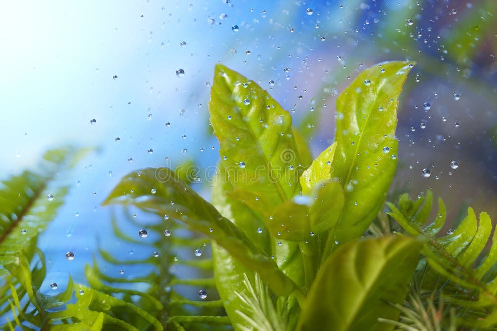 Fresh Spring Rain on Leaves Stock Photo - Image of refresh, details ...