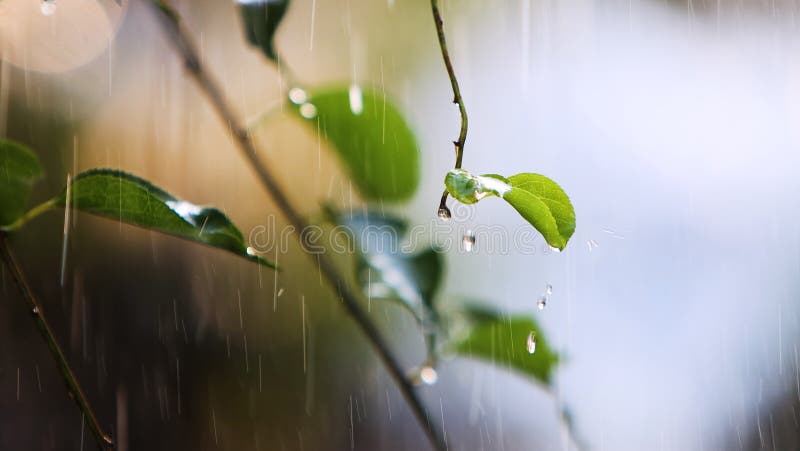 Fresh Spring Rain and Raindrops Falling on the Buds of Green Leaves on ...
