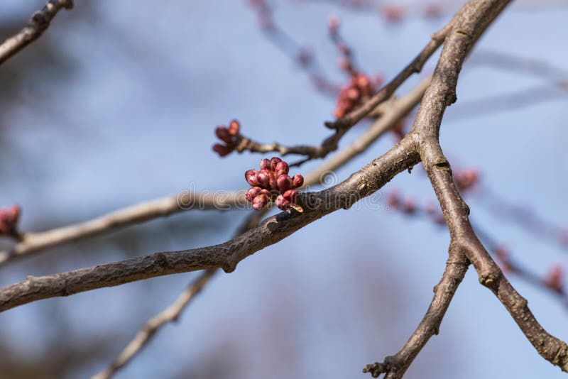 Fresh Spring Reddish Buds on Tree Branches Stock Image - Image of ...