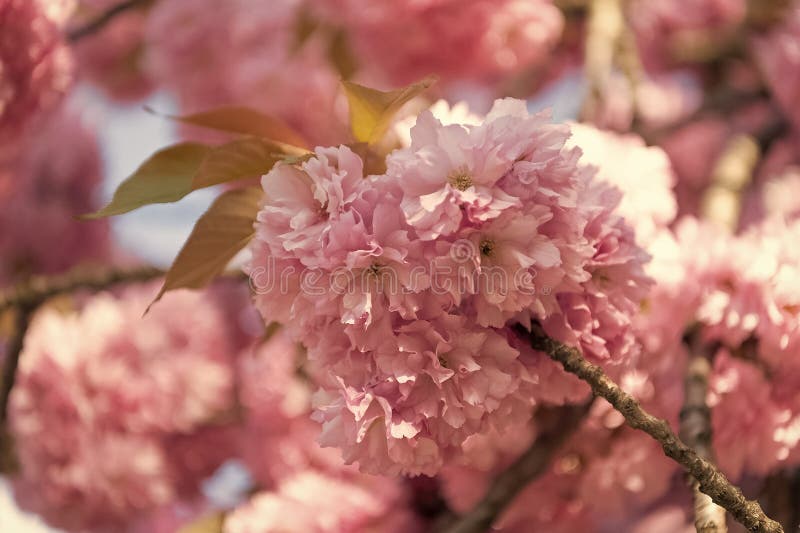 Spring Sakura Cherry Blooming on Branch. Photo of Blooming Sakura Bloom ...