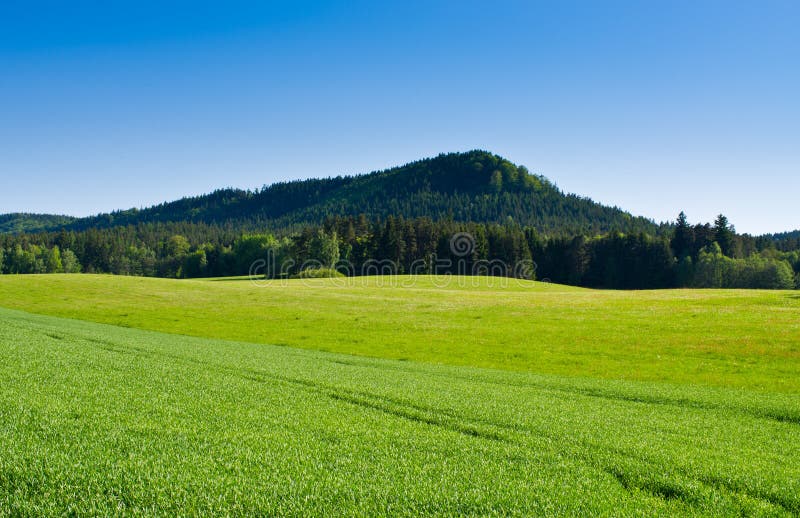 Fresh spring scenery stock photo. Image of field, flowers - 25196452