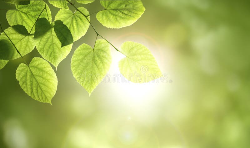 Fresh Spring, Summer Green Foliage of Tree Leaves and a Bright Sunny ...