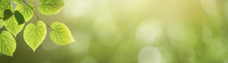 Fresh Spring, Summer Green Foliage of Tree Leaves and a Springtime ...