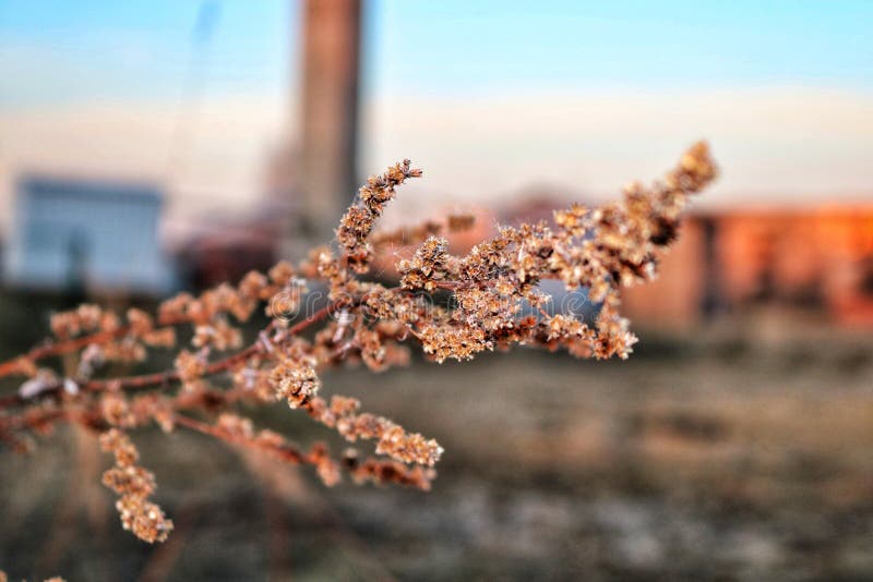 Fresh spring in town stock photo. Image of town, flower - 149501588