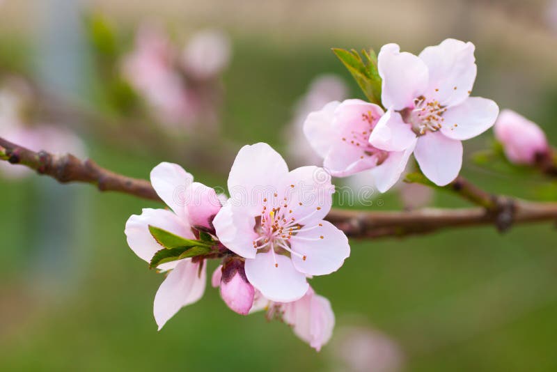 Fresh, Spring Tree with Pink Blossoms Stock Photo - Image of closeup ...