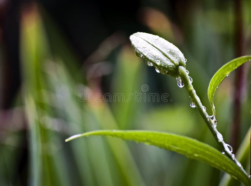 Fresh Spring Tulips Flowers with Dew Drops. Stock Photo - Image of ...