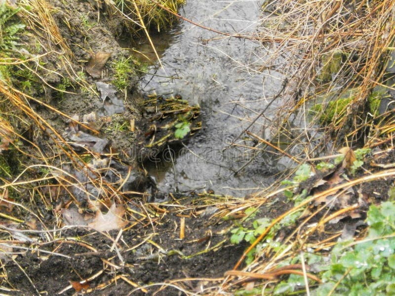 Fresh Spring Water Source stock photo. Image of hiking - 340102700