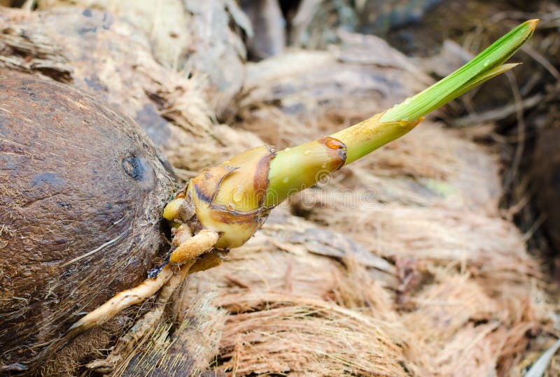 A Fresh Sprout of Coconut Tree. Stock Image - Image of food, object ...