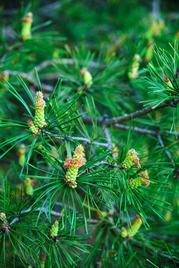 Fresh Sprouted Pine Sprouts, a Growing Christmas Tree Stock Image ...