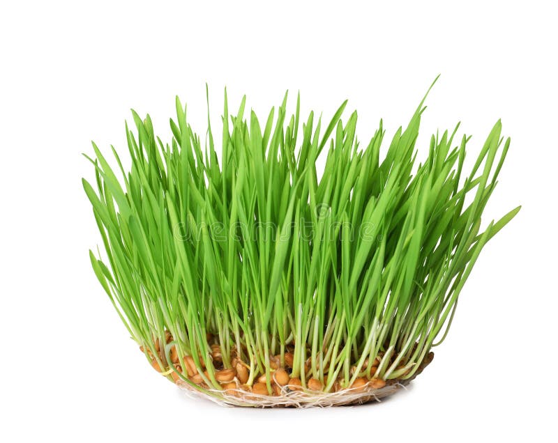 Fresh Sprouted Wheat Grass Isolated Stock Photo - Image of diet ...