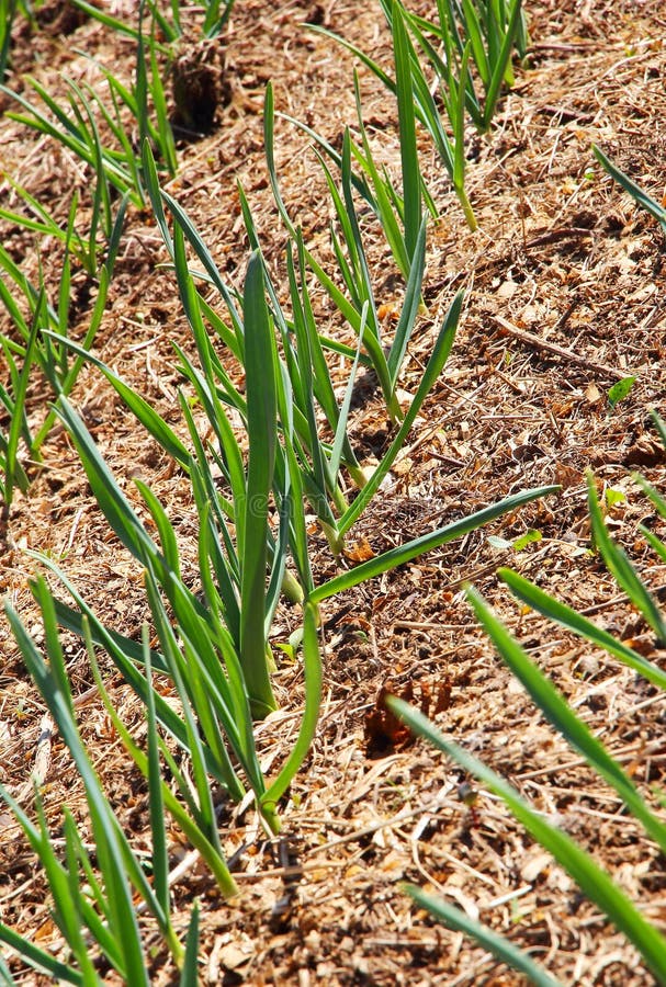 Ripe Sprouted Garlic Garden Bed Stock Photos - Free & Royalty-Free ...