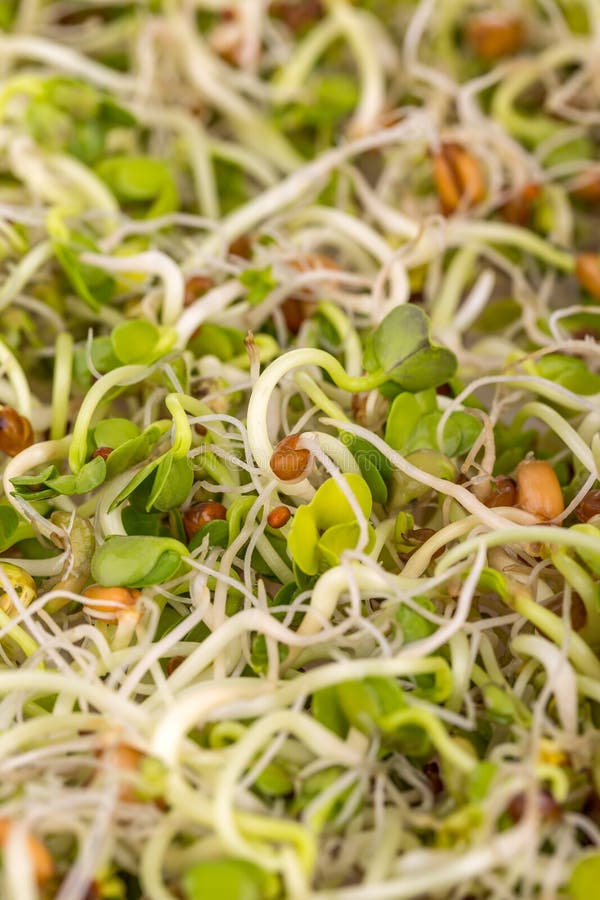 Fresh sprouts stock image. Image of germination, wheat - 62459193