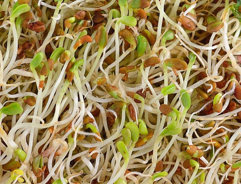 Alfalfa Sprouts Close Up stock photo. Image of emerging - 19073674