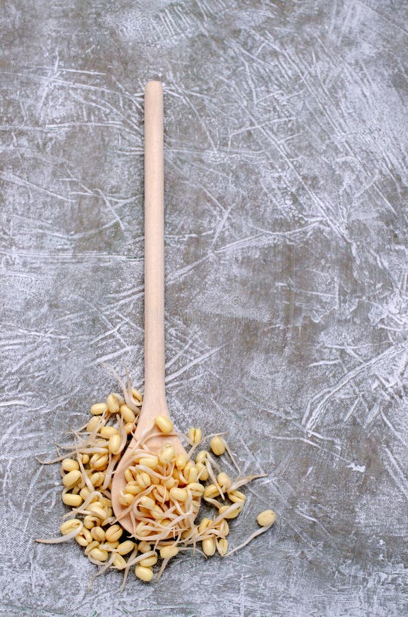 Fresh Sprouts of Bean Seeds Stock Image - Image of healthy, growth ...