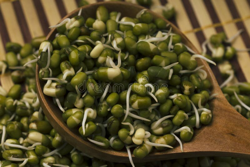 Fresh Sprouts of Bean Seeds. Mungbean Close Up Stock Photo - Image of ...
