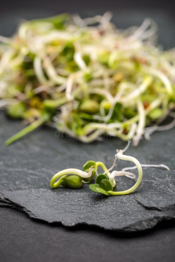 Fresh sprouts stock image. Image of vegetarian, healthy - 62234685